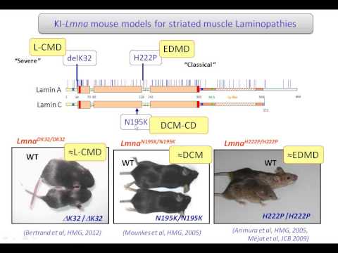 The Role of the LMNA Gene in Cellular Function and Disease