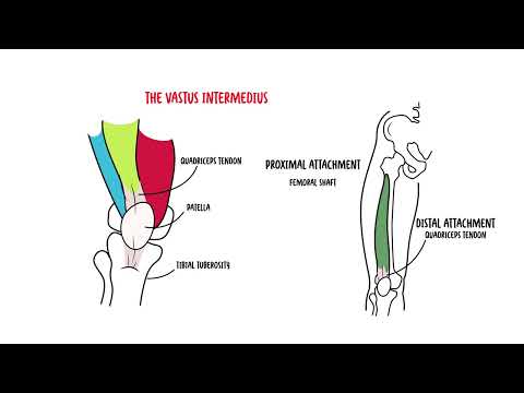 Quad Anatomy in the Context of Human Movement Science