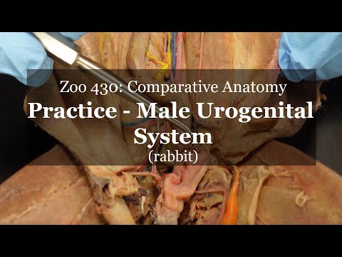 Male Rabbit Anatomy and Its Role in Reproduction