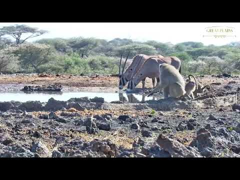 Animal and Human Mating Through a Scientific Lens