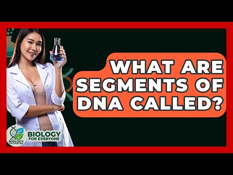 Understanding DNA Segments and Their Role in Genetics