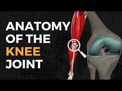 Medial Knee Anatomy: Structure and Function in Motion