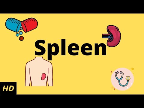 Spleen Anatomy: Functions and Importance in the Human Body