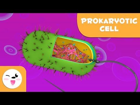 Prokaryotic Cell Structure Unveiled for Science Enthusiasts