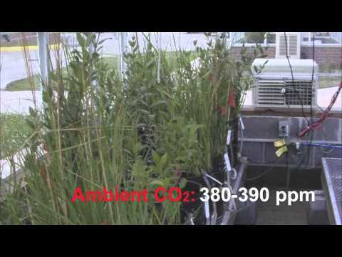 The Role of CO2 Fertilization in Plant Growth and Climate Change
