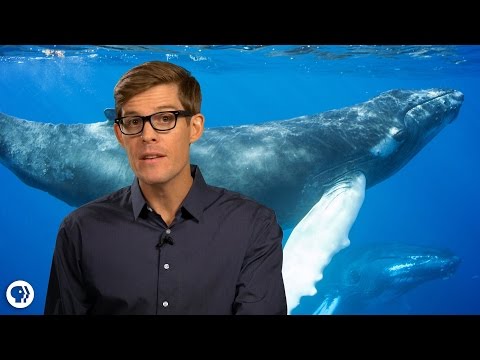Taxonomy of the Blue Whale: Classification and Characteristics