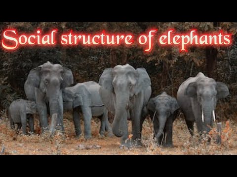 The Fascinating Social Dynamics of Elephants in the Wild
