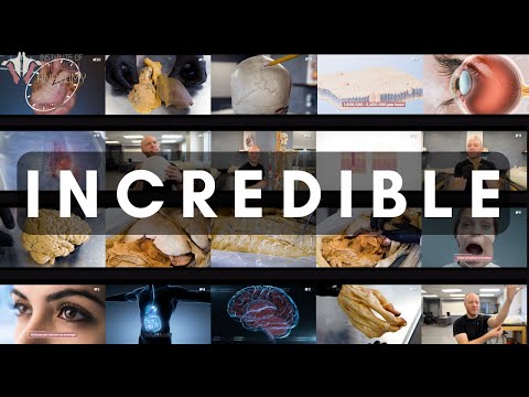 Male Human Bodies: A Scientific Perspective on Anatomy